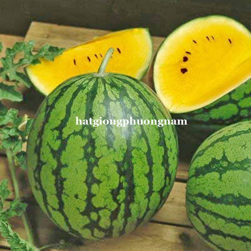 【hot】hạt Giống Dưa Hấu Ruột Vàng Tỉ Lệ Nảy Mầm Trên 90